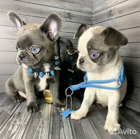 Эксклюзив Французики мини