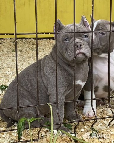 Брутальный булли - мальчишка