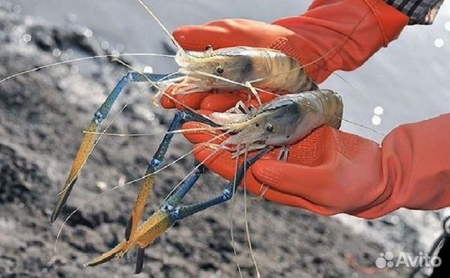 Живые Macrobrachium Rosenbergii В наличии