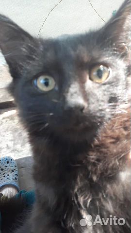 Котенок в добрые руки