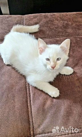 Котенок