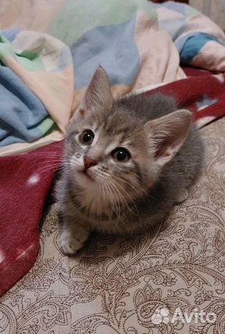 Дымуля красотуля в добрые руки