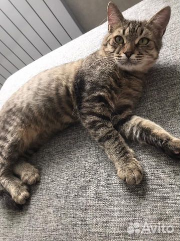 Котенок метис в добрые руки