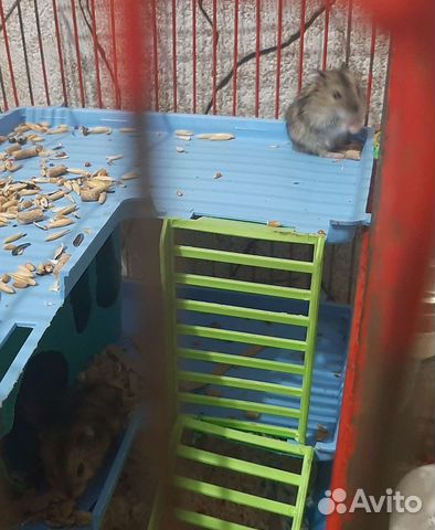 Отдам в добрые руки хомячка