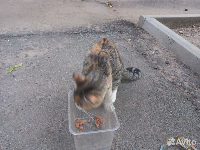 Отдоем в добрые руки кошку Бесплатно