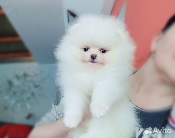Белые померанчики