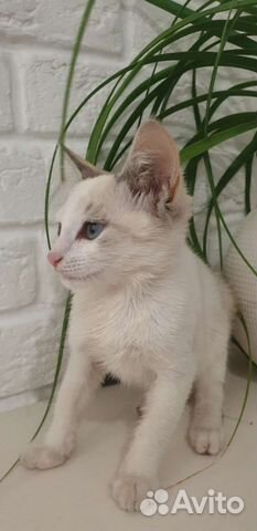 Голубаглазая красавица