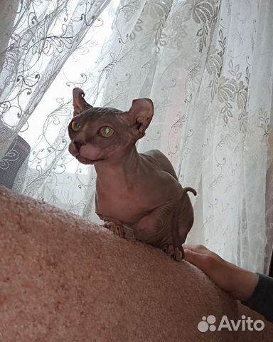 Сфинксы эльфы