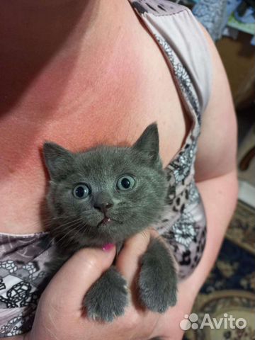 Британские котята