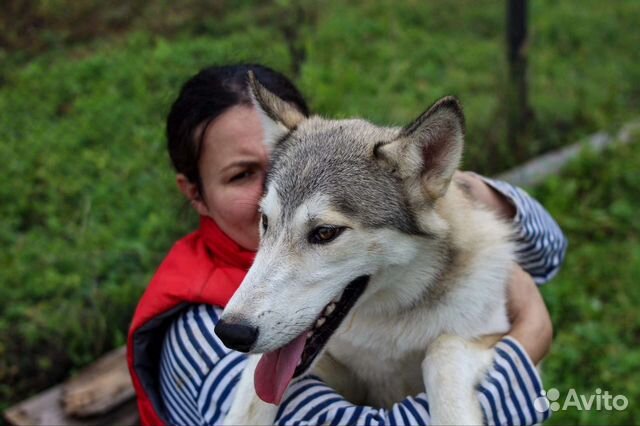Волкособ, мальчик
