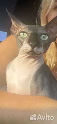 Канадский сфинкс кошка 1,6 года стерилизованная