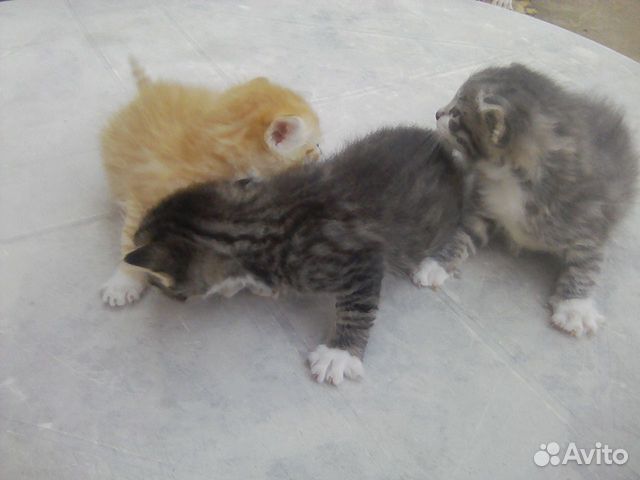 Отдам в добрые руки котенка
