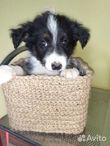 Собака в добрые руки отдам бесплатно