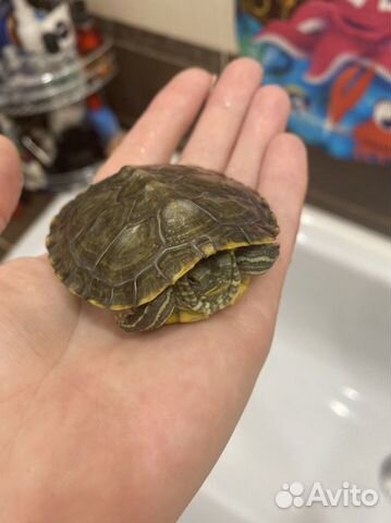 Черепаха красноухая с аквариумом