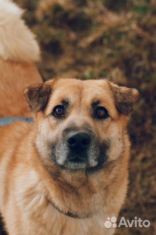 Принцесса Лея