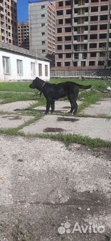 Алабай 50 000т.р