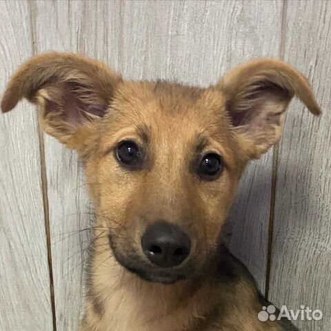 Алиса. Спаси из приюта