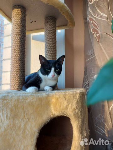 Котенок добрые руки кошка 7 месяцев