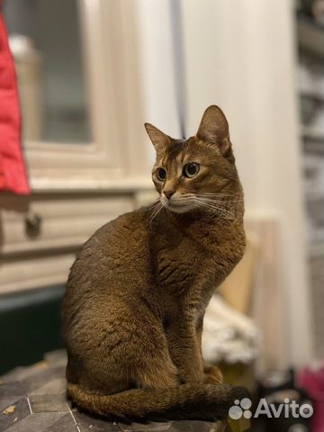 Абиссинская кошка бесплатно