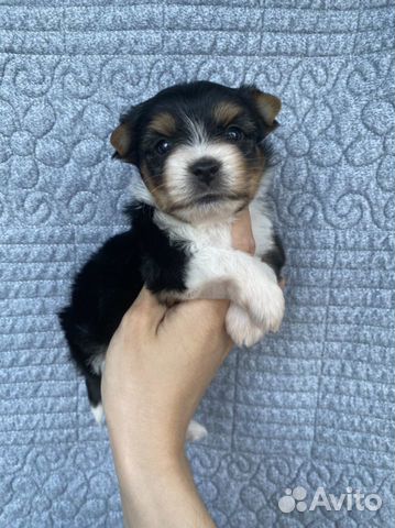 Цветной йорк, бивер, биро, шоколадный йорк