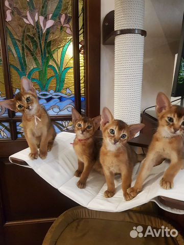 Абиссинская кошка