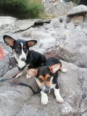 Щенки Beльш Kopги Кардиган