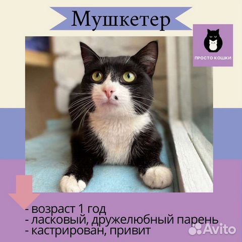 Котодети из приюта ищут своих родителей