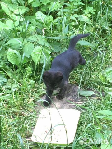 Котята черные
