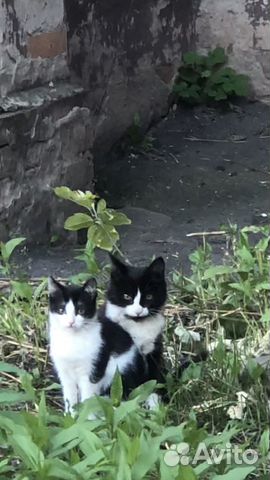 Котята в добрые руки бесплатно