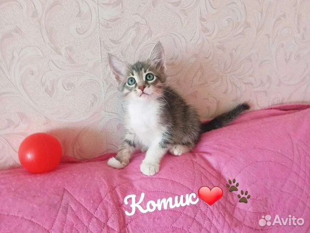 Котёнок Басик