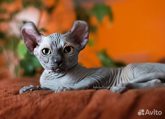 Забавный Эльфик