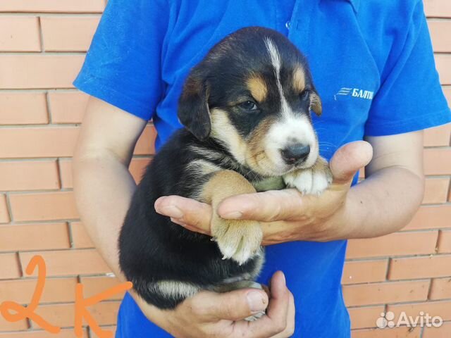 Эстонская гончая щенки