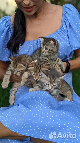 Продаются котята веслоухие и нет