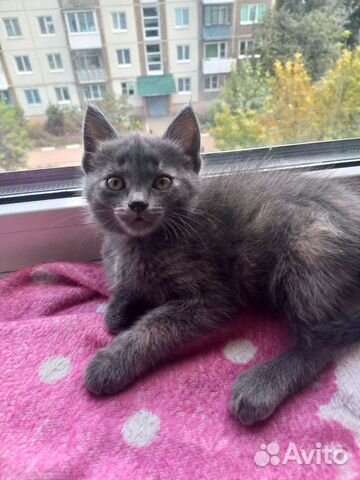 Русская голубая отдам