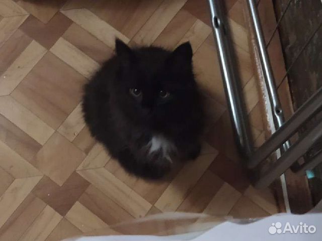 Черный котенок