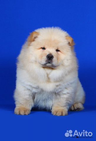 Чау-Чау Мальчик-Пушистик