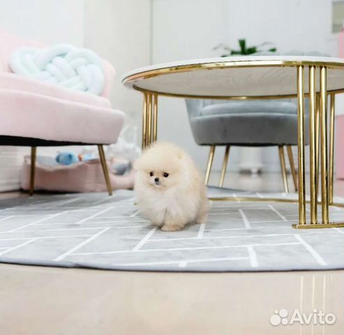 Супер Мини Померанцы