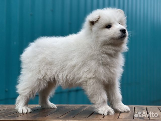 Самоедская лайка, щенки