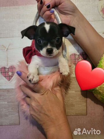 Чихуахуа девочка стандарт