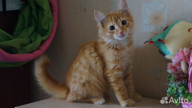 Рыжий котенок Лис в поиске дома