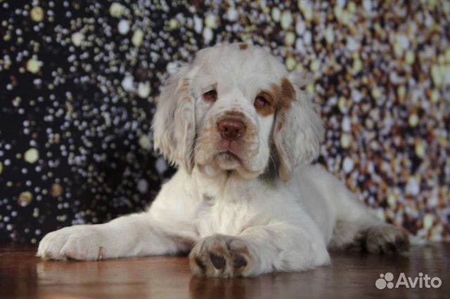 Кламбер Спаниель