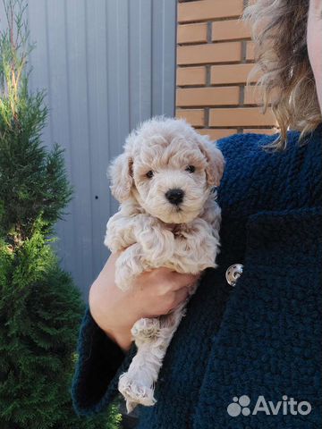 Мальтипу кукольный мальчик