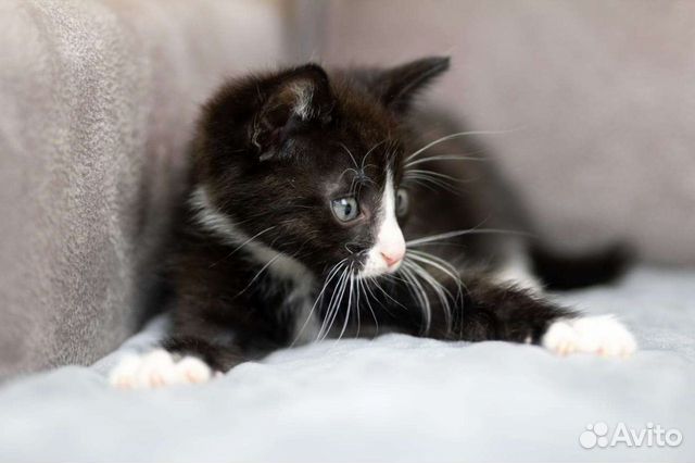 Котенок Маркиз собаки лучшие друзья