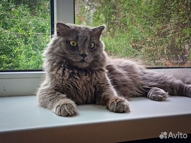 Котик Филя ищет дом. Ласковый. Кастрирован, 1 год