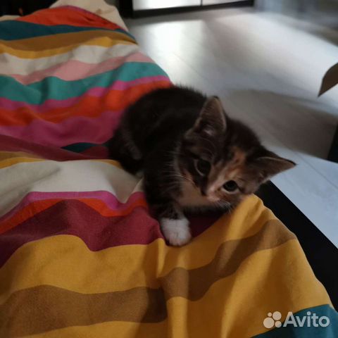 Кошка