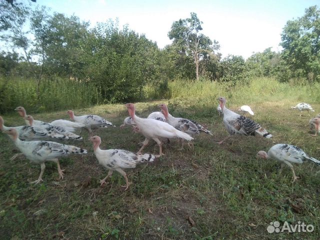 Индюки индюшата