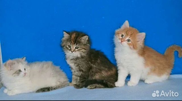 Сибирские котята