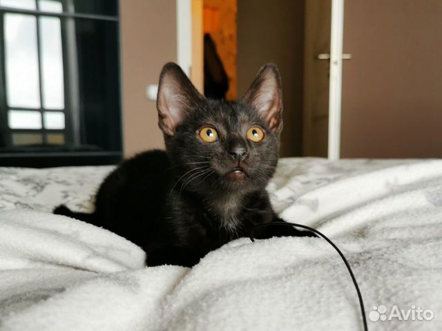 Черный котенок бесплатно