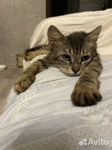 Котенок
