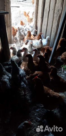 Куры молодки несушки